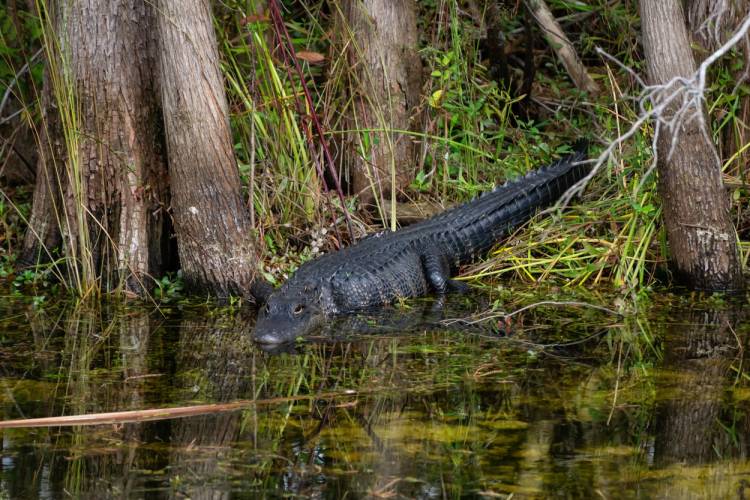 Panama City Beach Guide: Airboat Swamp & Alligator Tours