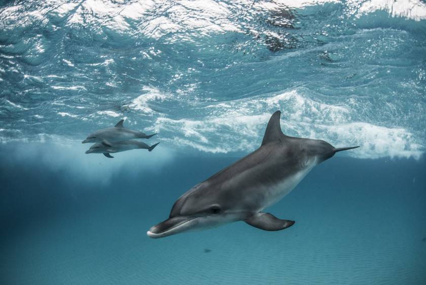 6 Reasons to Take a Dolphin Tour in Northwest Florida