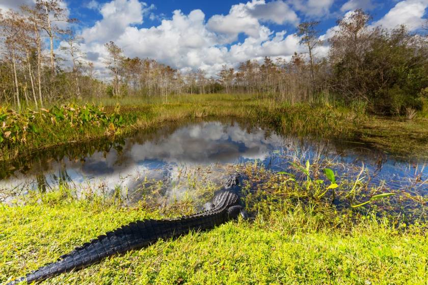 Panama City Beach Guide: Airboat Swamp & Alligator Tours